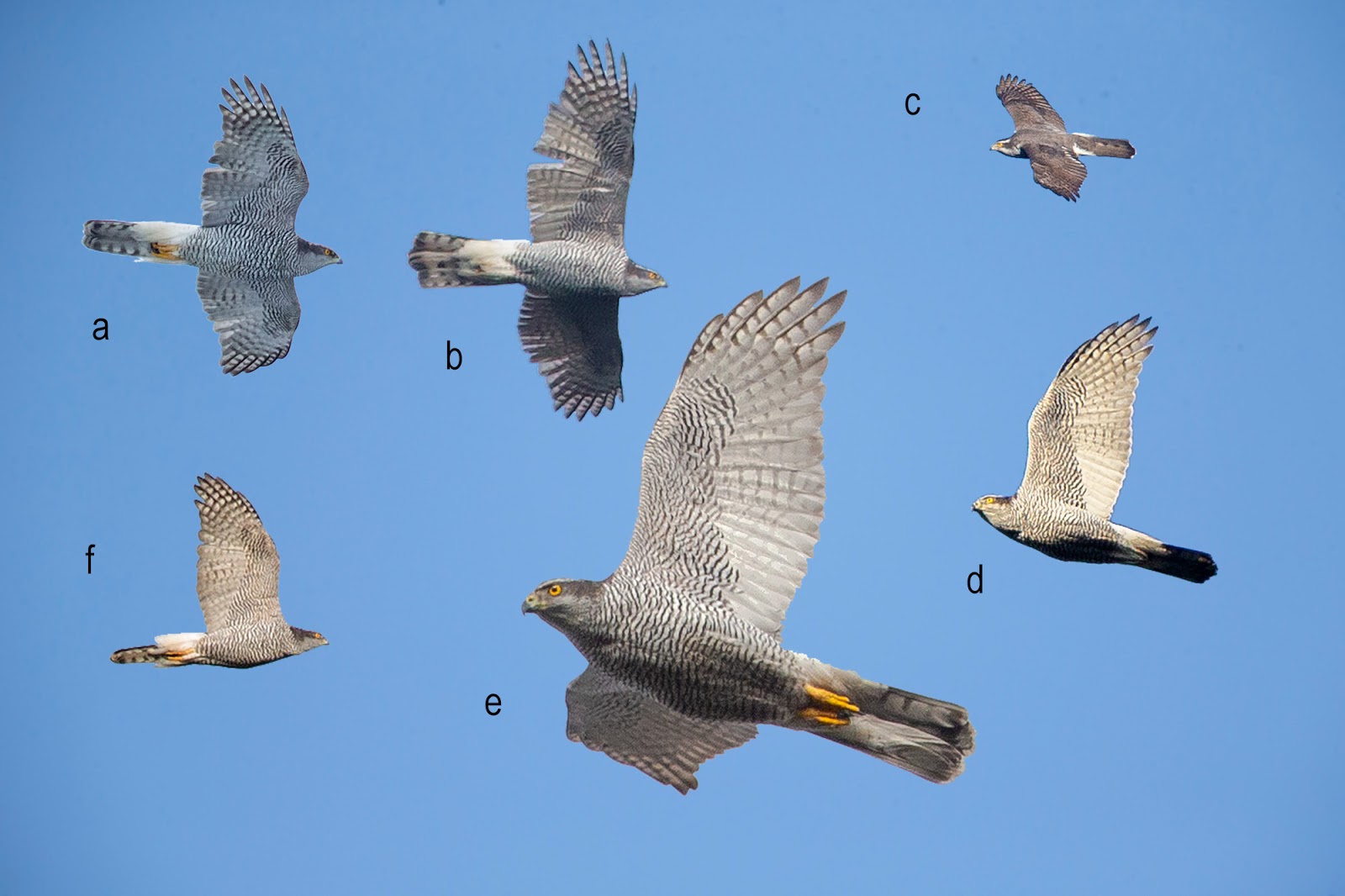 Wildlife Diaries: Northern Goshawk flight identification and ageing in ...