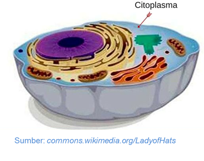 Fisika Kristoforus: STRUKTUR SEL HEWAN DAN TUMBUHAN