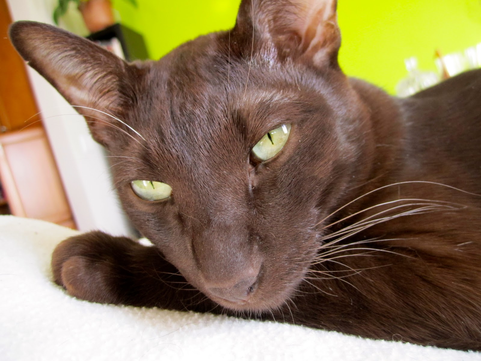 I HEART MY SIAMESE • Kat Loves Kale