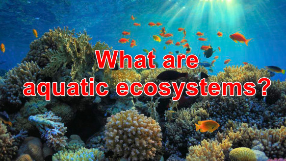 Aquatic Ecosystems What They Are And Classification aquatic-ecosystems-what-they-are-and-classification