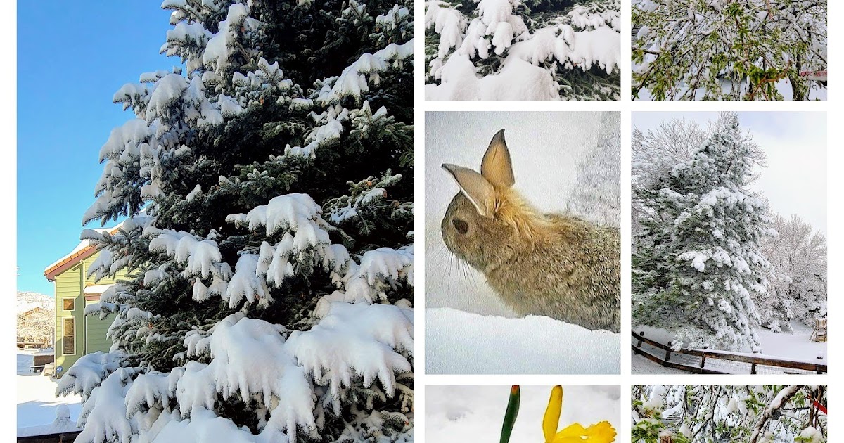 Mille Fiori Favoriti: Early Spring in Colorado