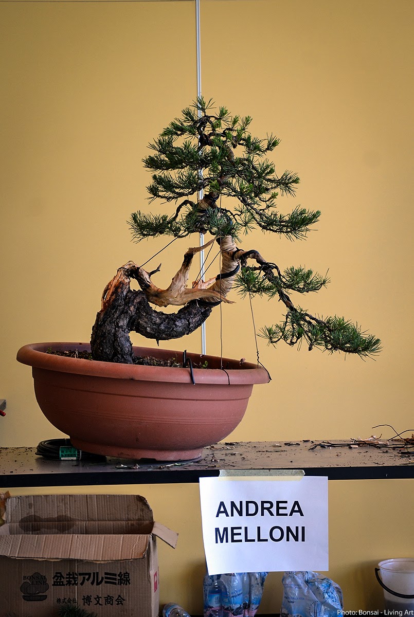 Bonsai - Living Art: VI. International bonsai exhibition demo Andrea ...