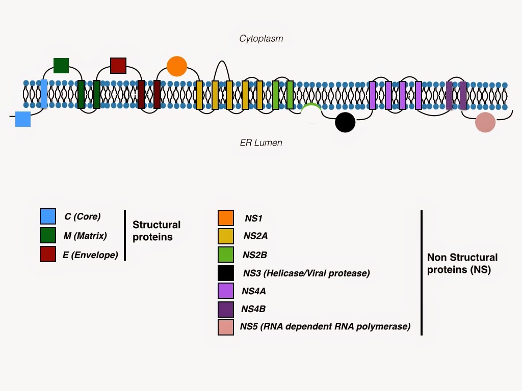 Virology tidbits: Japanese Encephalitis Virus (JEV), ER stress, and ...