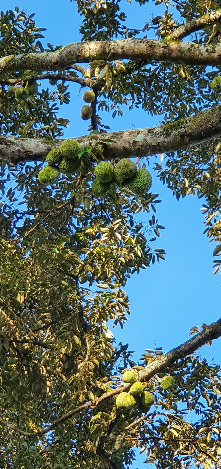Warisan Petani: Pokok Durian Kampung