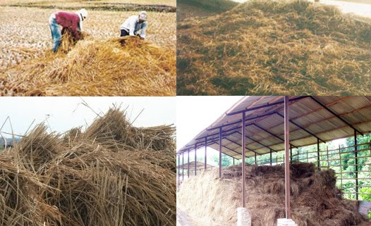 Cara Membuat Fermentasi Jerami Untuk Pakan Ternak Sapi Lengkap - KiatKu.com