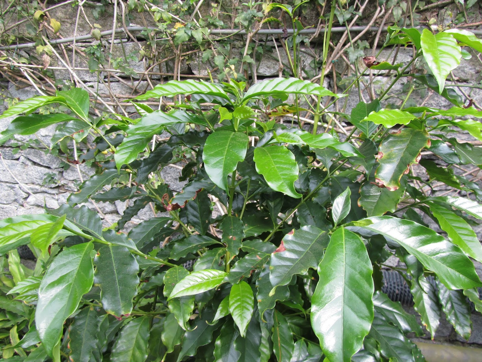 Dove Cresce la Pianta del Caffè (Coffea arabica o Coffea canephora ...