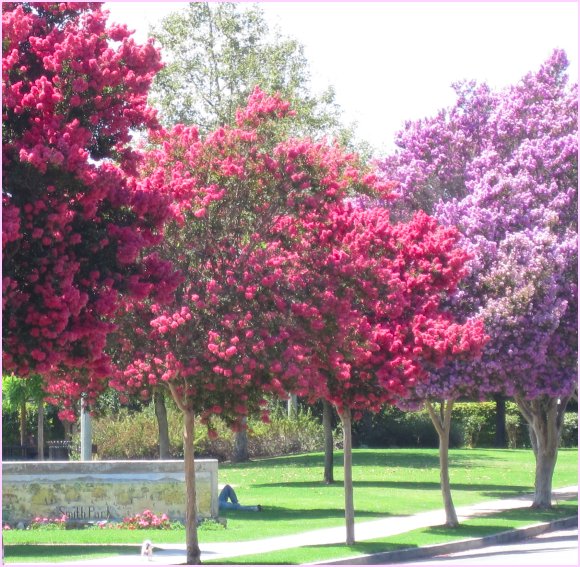 ROMANCE-OF-ROSES: Crepe Myrtle Trees