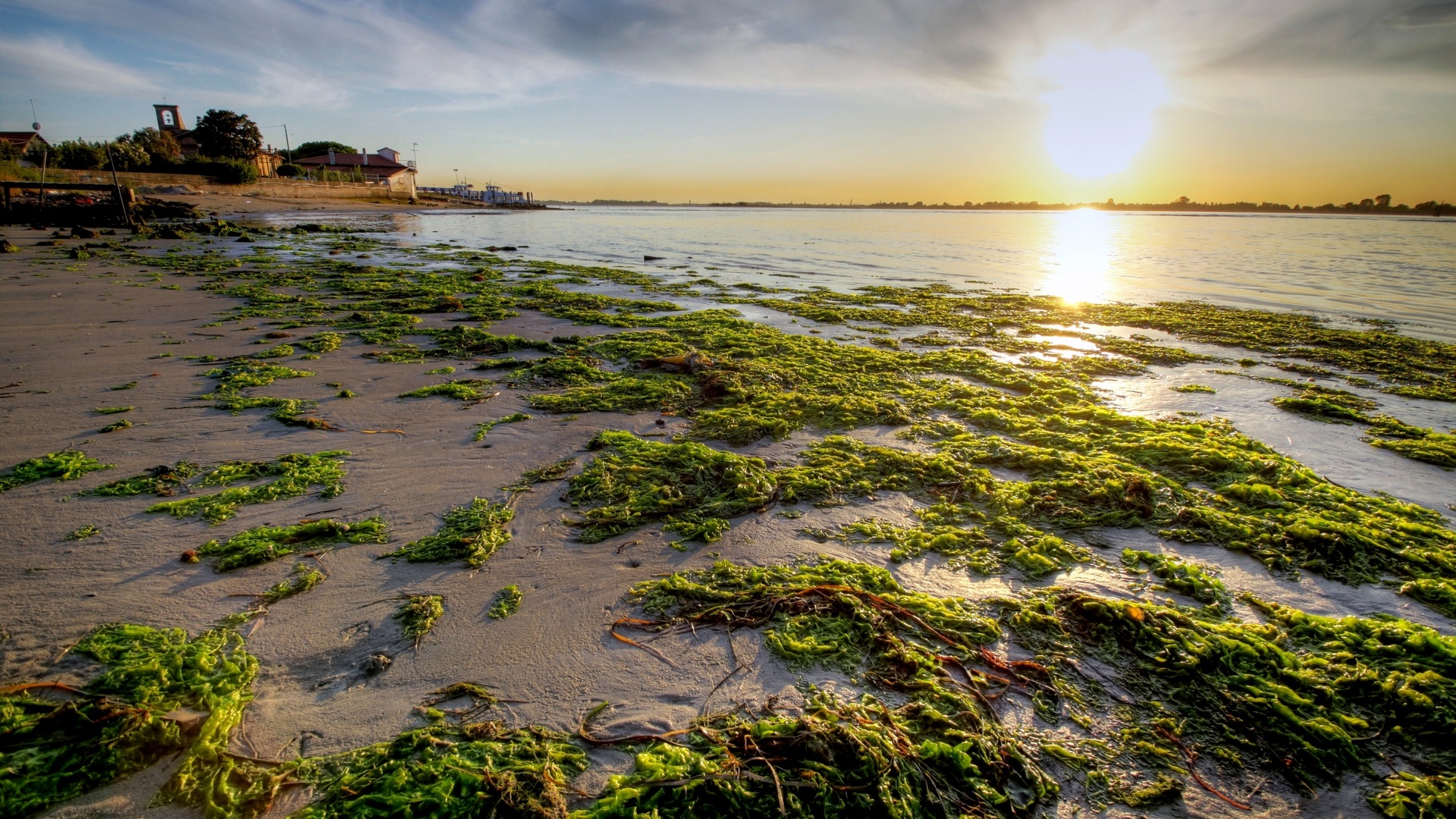 Algae Beach - High Definition Wallpapers - HD wallpapers