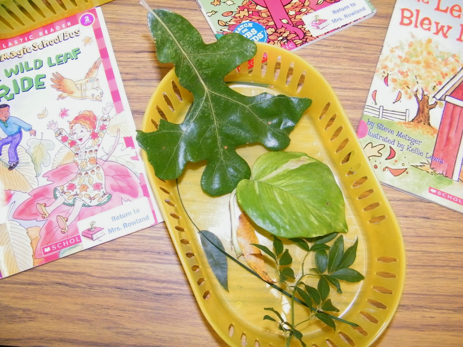 Adventures With Firsties: Leaves, Leaves, and more Leaves!