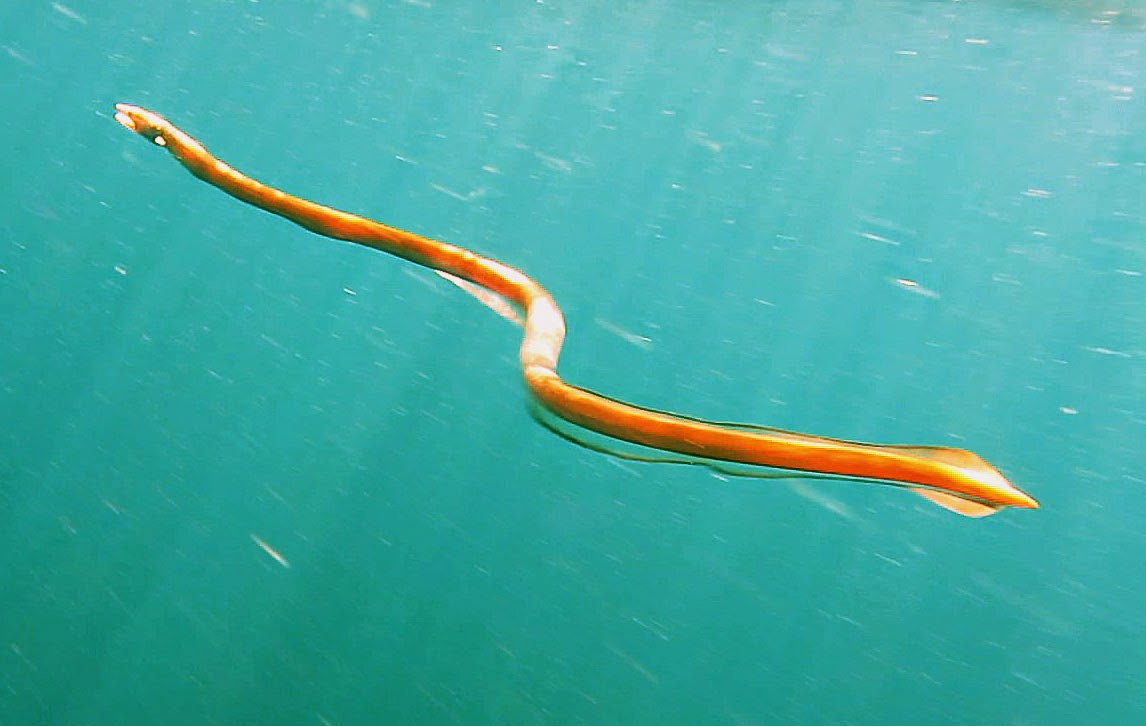 AQUATICHYK: SERPENT EEL / Ophisurus serpens