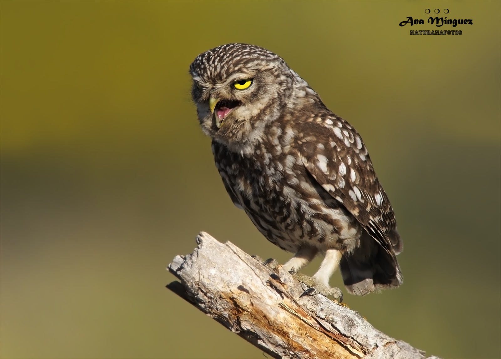 NATURANAFOTOS: Mochuelo europeo/ Little Owl