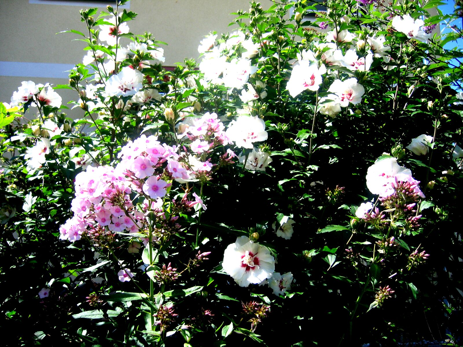 Rosengarten: Hibiskus