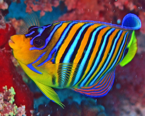 The Beauty Passer Angelfish