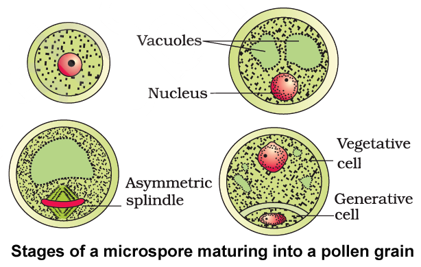 Sexual Reproduction In Flowering Plants Notes Class 12 Part 1 Structure Of A Flower