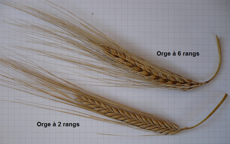 Agriculture et Alimentation Citoyennes du Neubourg: L'orge
