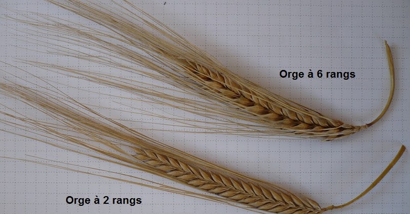 Agriculture et Alimentation Citoyennes du Neubourg: L'orge