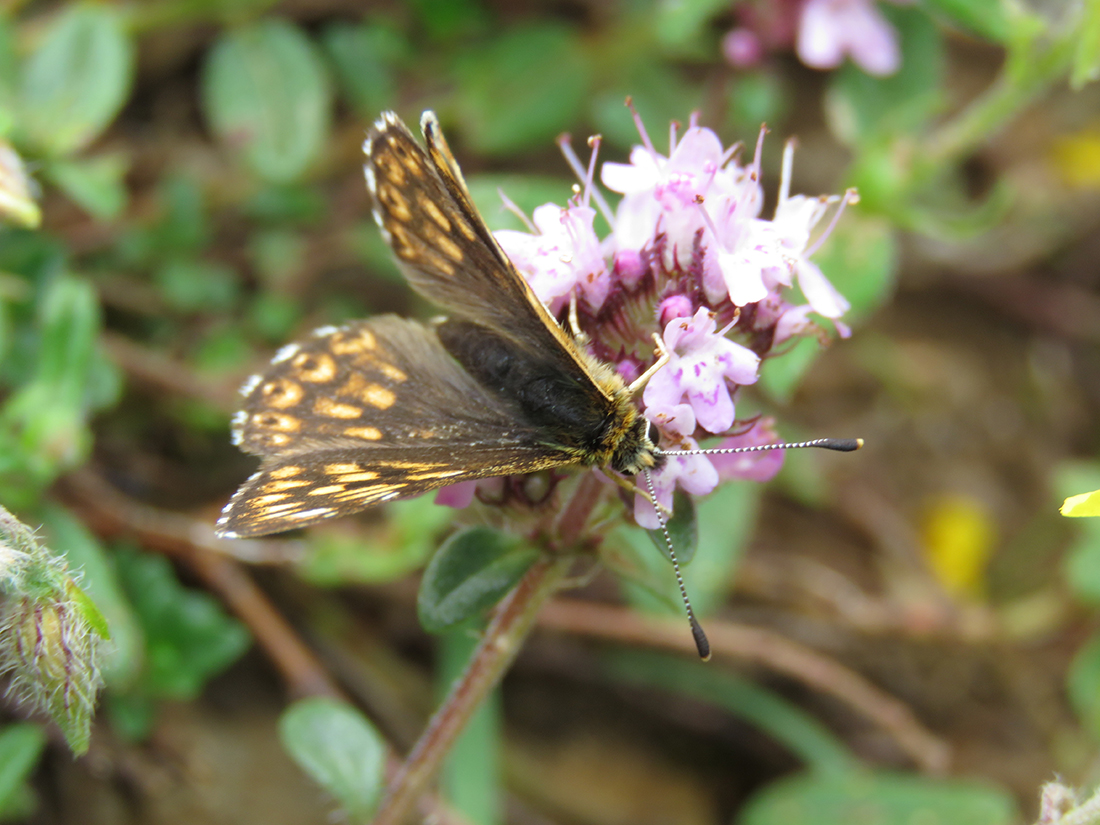 MARIPOSAS (BUTTERFLIES): Hamearis lucina L (Riodinidae)