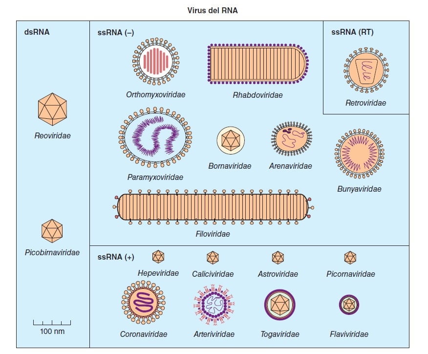 10° Virus que contienen ARN