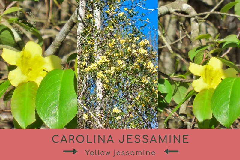 Hibiscus House: Yellow Jessamine aka Carolina Jasmine, Carolina Jessamine,