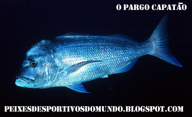 PEIXES DESPORTIVOS DO MUNDO: O PARGO CAPATÃO - Dentex gibbosus ...