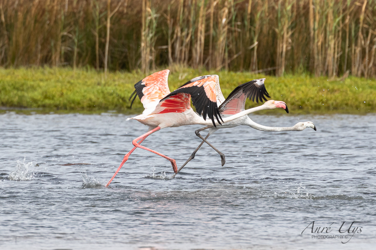 Anré Uys Photography