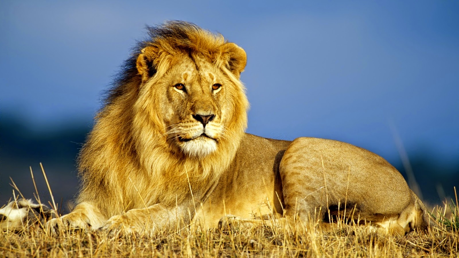 Animal Kingdom 10 Shocking Facts About Animal Cruelty animal-kingdom-10-shocking-facts-about-animal-cruelty