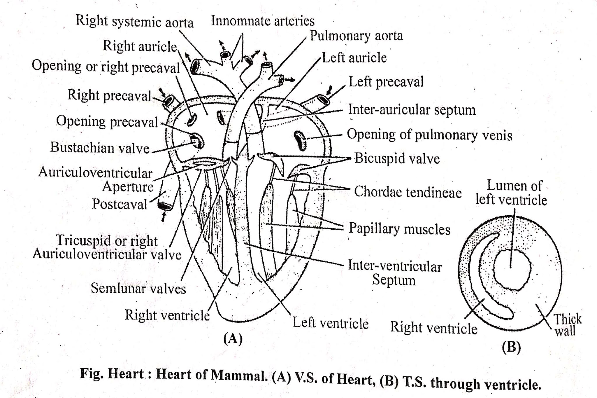 मानव हृदय की आंतरिक संरचना (Internal Structure of Human Heart in Hindi ...