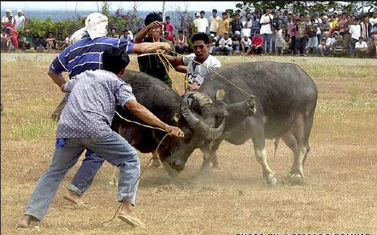 Iloilo's Finest Festivals: Iloilo Festival Capital of Western Visayas