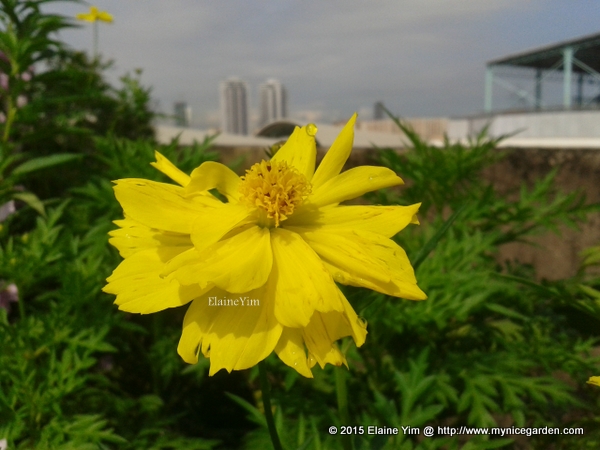 My Tropical Plants Finder: Cosmos sulphureus - Golden Cosmos
