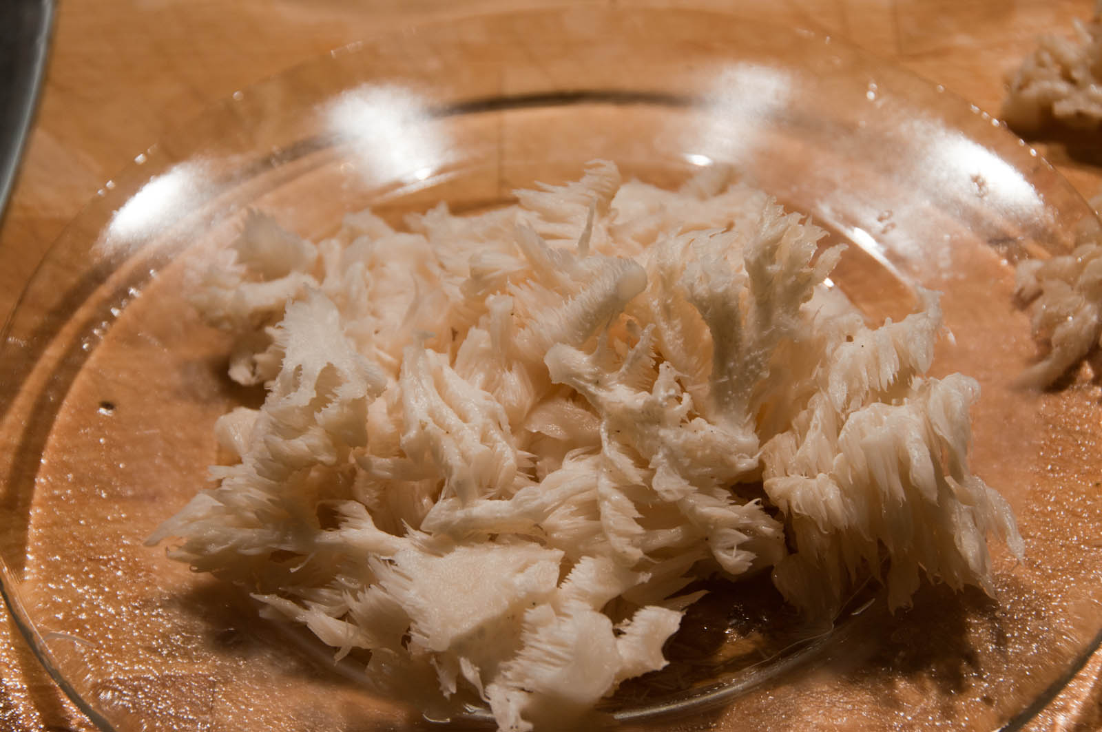 Outdoor Jay: Edible BEAR'S HEAD TOOTH (a.k.a. Hericium Americanum ...