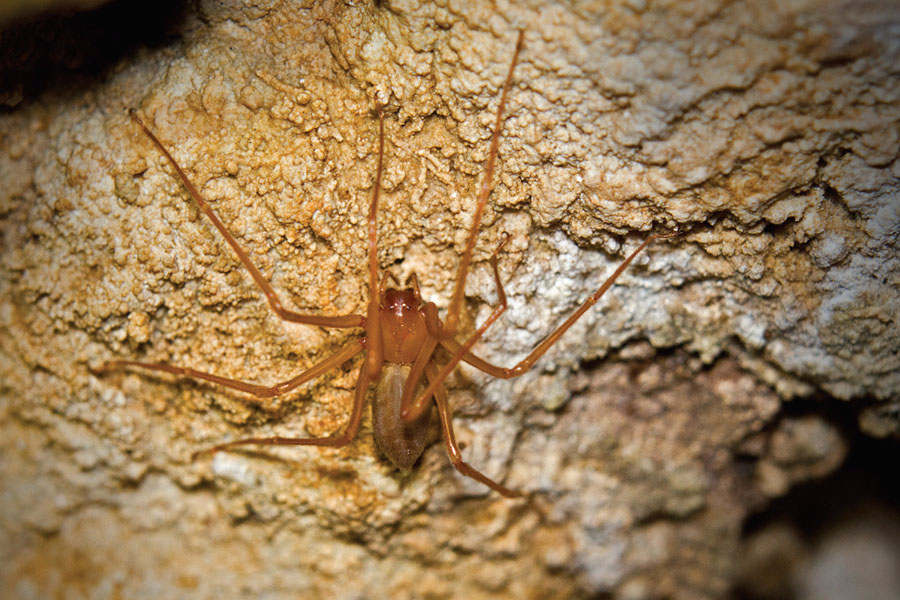 Sciency Thoughts: New species of Cave Spider from Oregon.