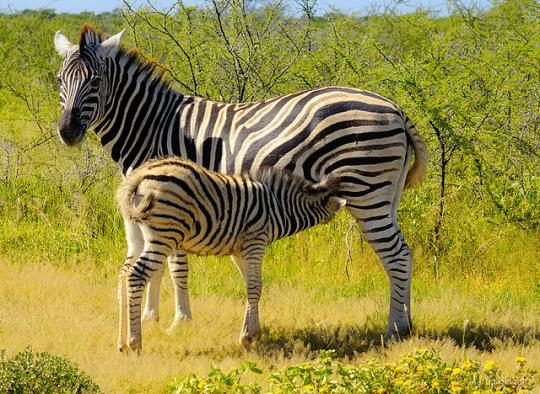 Tonymann Tours&Safaris: Our favourite animal of this week:ZEBRA