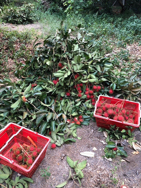 Warisan Petani: Tuaian Rambutan Jarum Emas
