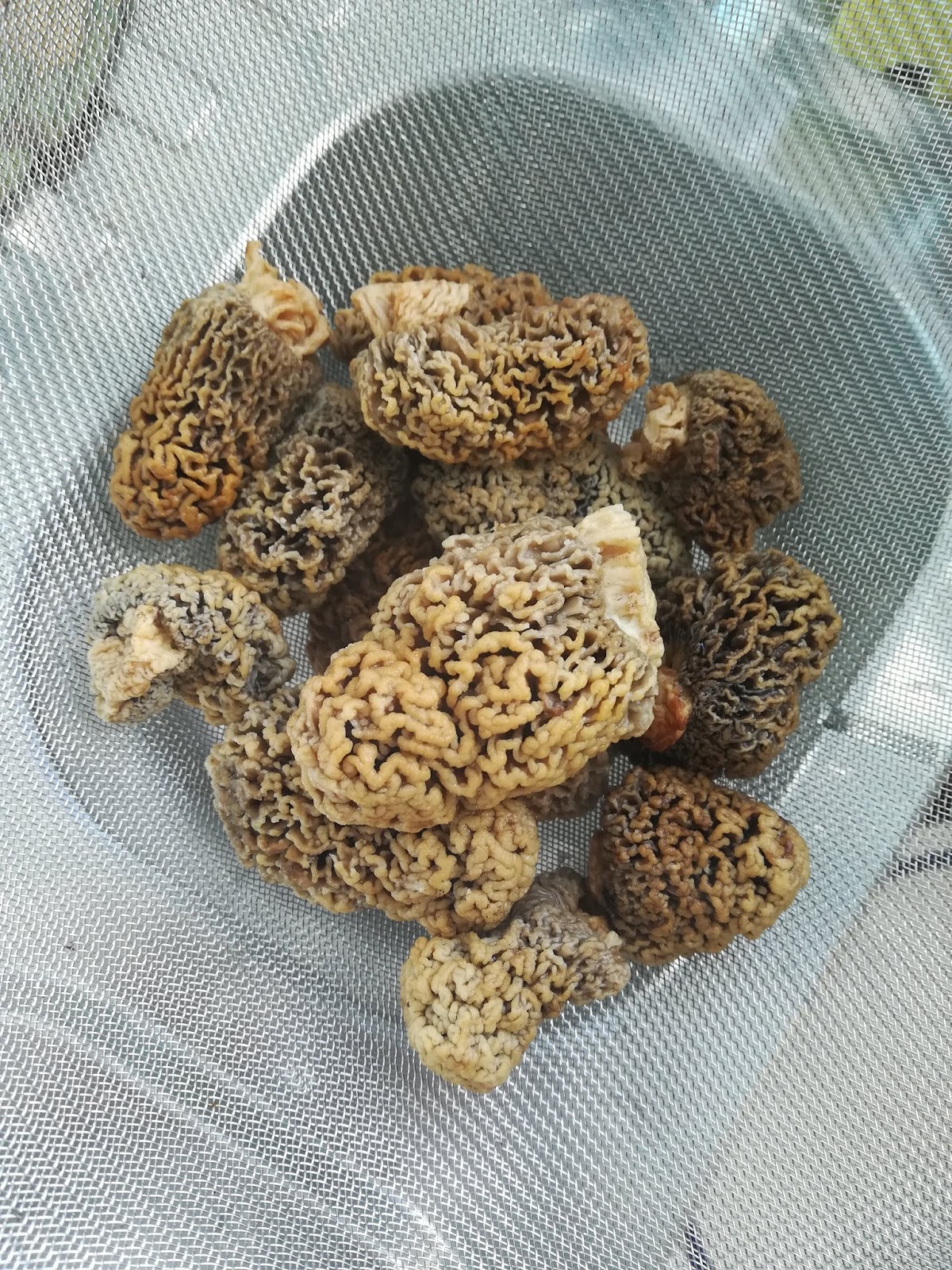 BLOC PERSONAL DE'N RAFEL JUAN ORELL: FRICANDÓ AMB MÚRGOLES