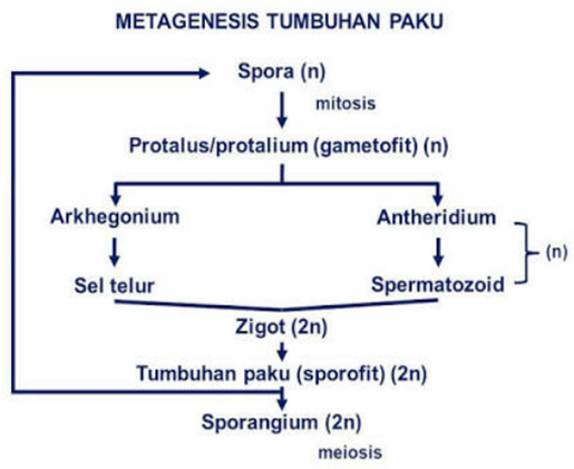 CAKRA PELAJAR2: BIOLOGI BAB 3