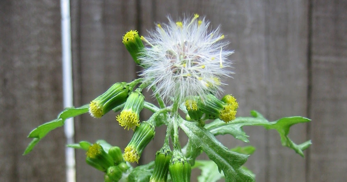 A Virginia Woolf Herbarium: #45 Groundsel