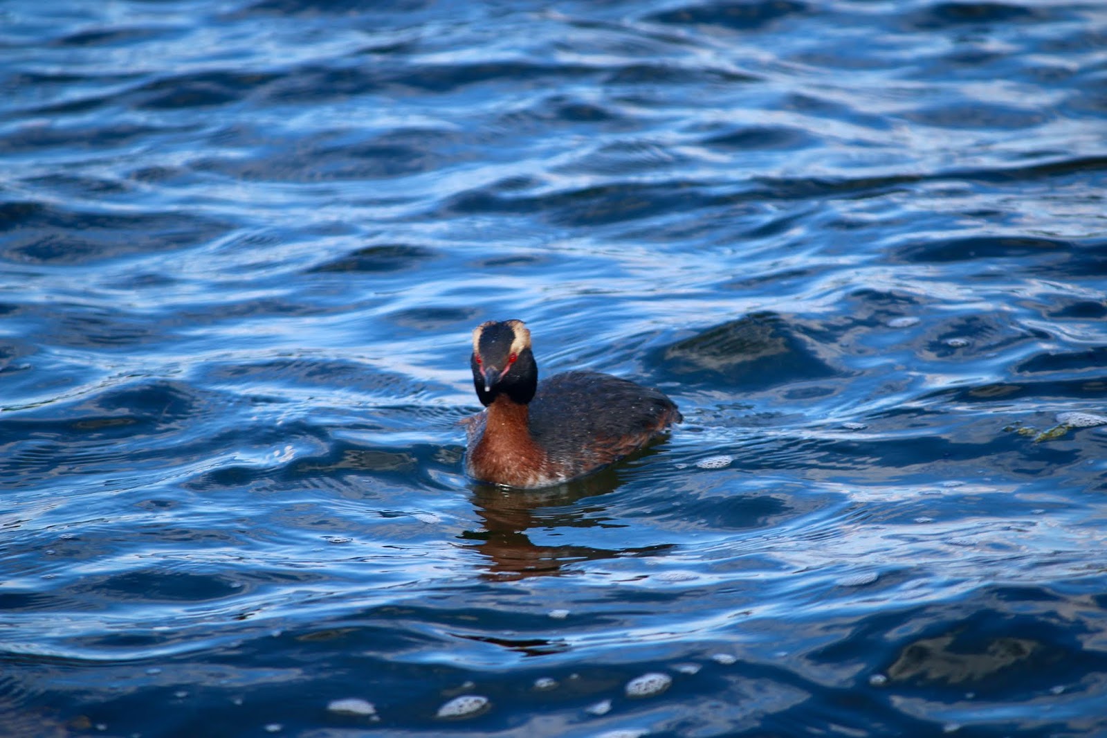 Snatur-bloggen: Nordisk lappedykker ved Strynø havn. Jette Gøttrup og ...