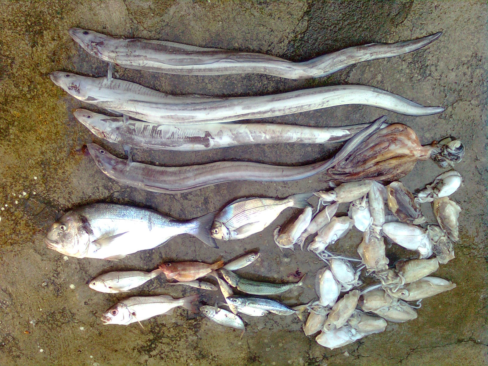 Pesca Aqui: Dia da revolução, dos safios.