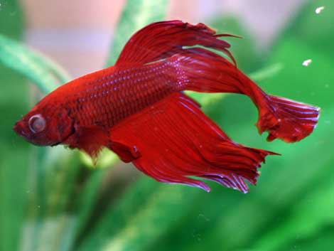 Betta Disease: Popeye ~ Nice Betta
