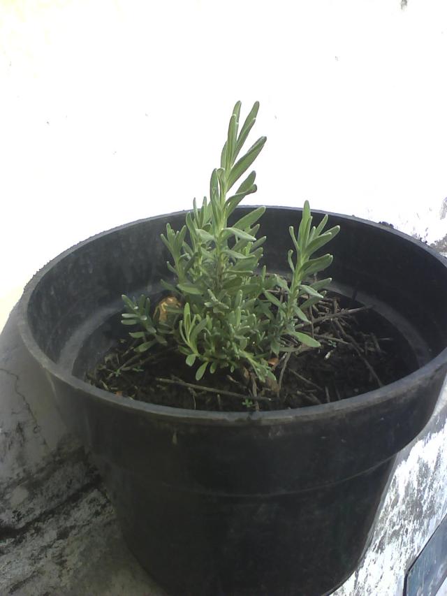 Cara Menanam Bunga Lavender