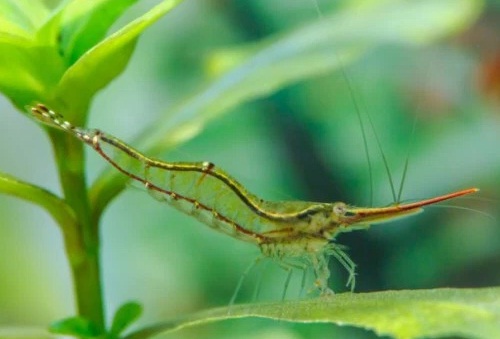 Jual Udang Red Cherry (Neocaridina Denticulata Red)