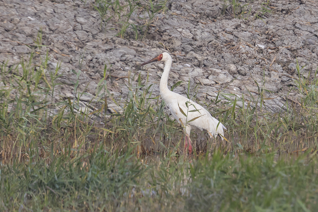 As The Crow Flies - a Hong Kong Birding Blog: Siberian Cranes - a Hong ...