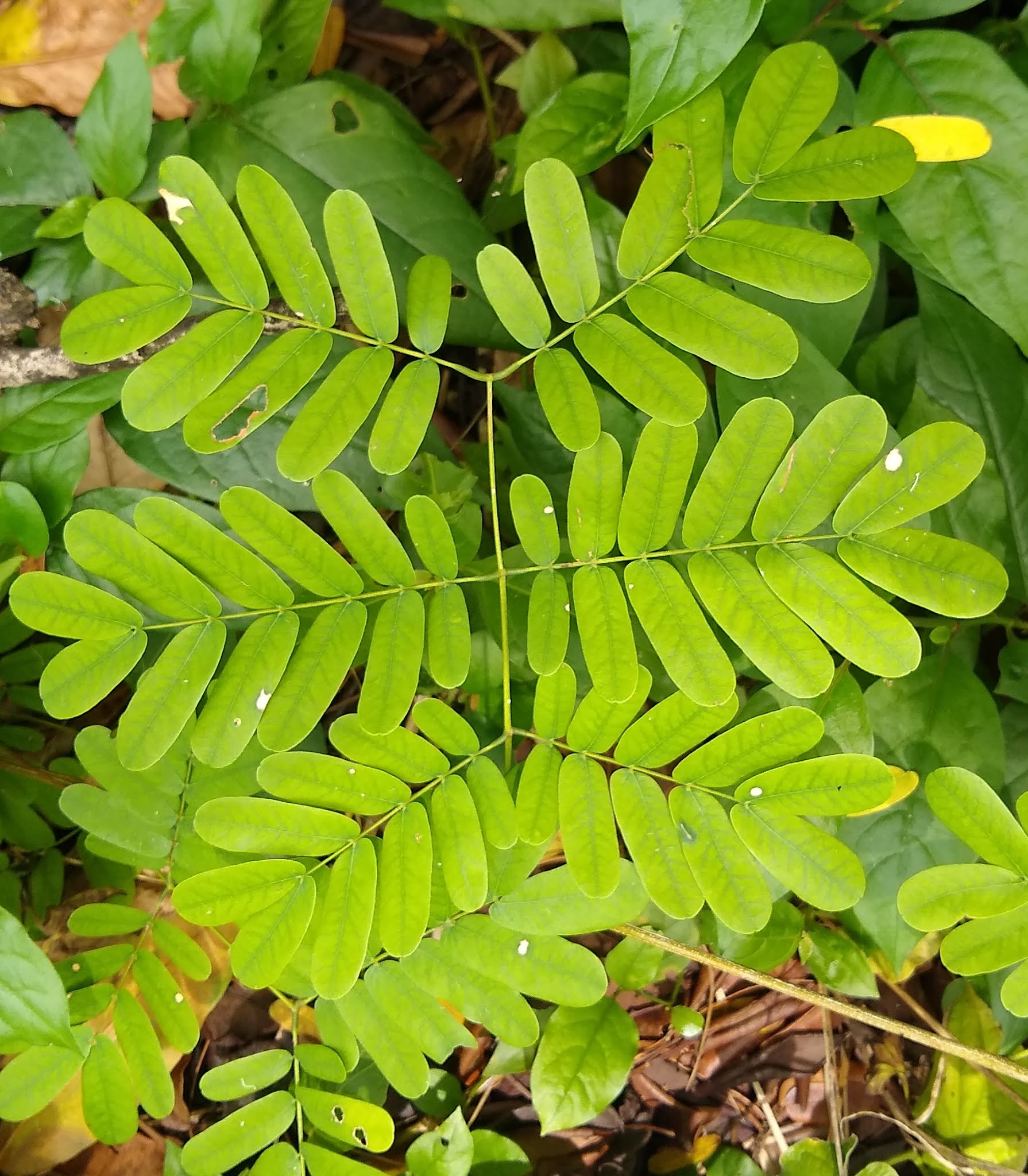 Fabaceae - Leguminosae no Brasil: Fabaceae - Entada polystachya (L.) DC.
