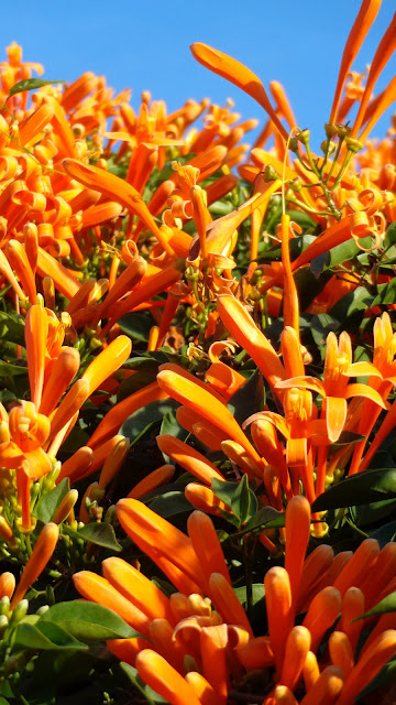 Fotografie & Dintorni: Cuba (10) - La flora tropicale... o quasi