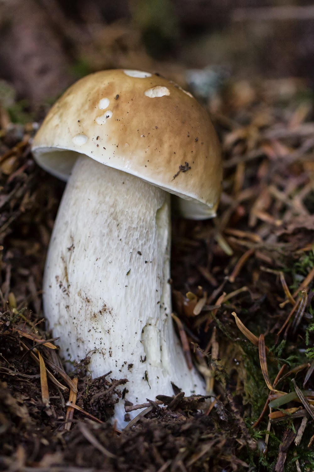 ♥ Patatitphoto: Sortie champi 2