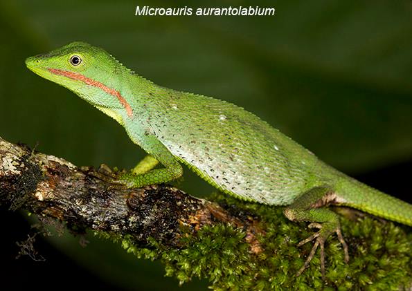 Species New to Science: [Herpetology • 2018] Systematic Revision of ...