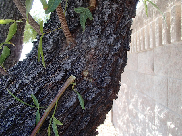 Xtremehorticulture of the Desert: Suckers Beget Suckers