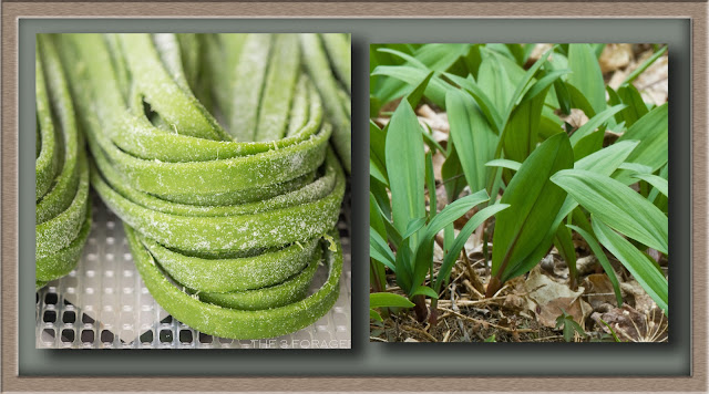 The 3 Foragers: Foraging for Wild, Natural, Organic Food: Ramps Recipe ...
