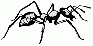 PENANGKAR dan PETERNAK SEMUT RANG-RANG