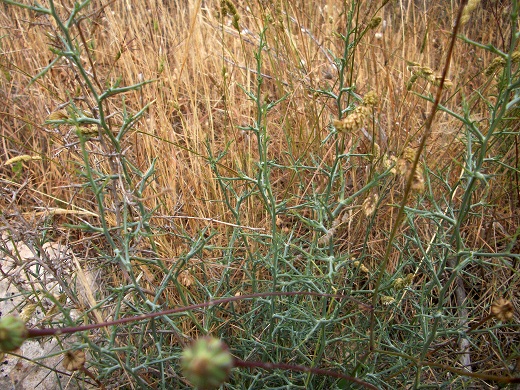 Η χλωρίδα μας: Noaea mucronata